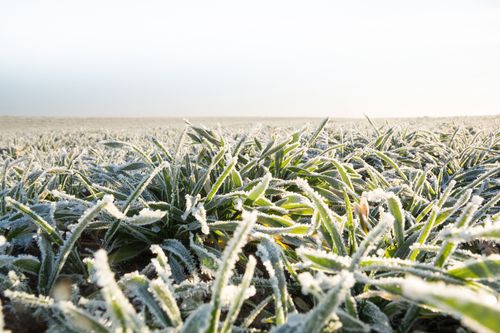 Fertiliser from Thomas Bell | The Home of Quality Fertilisers