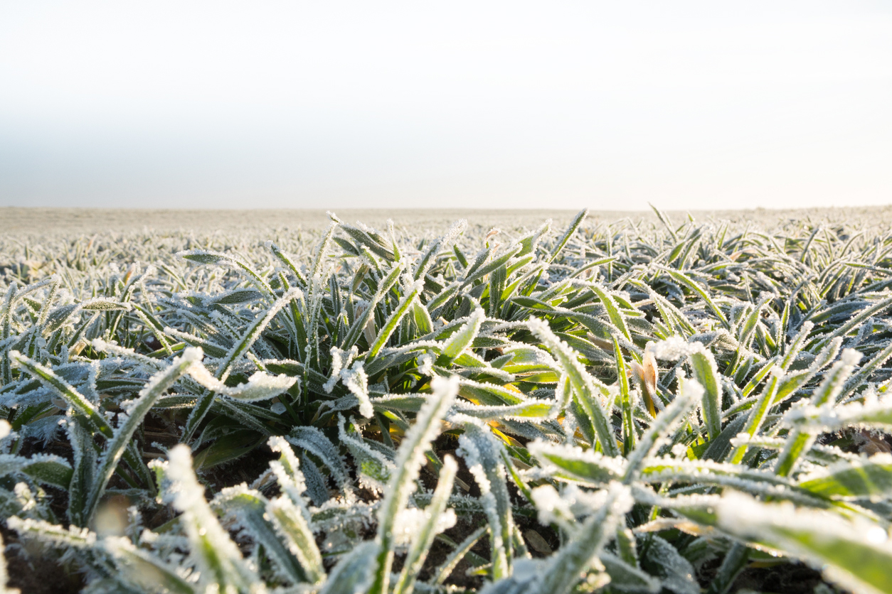 Fertiliser from Thomas Bell | The Home of Quality Fertilisers