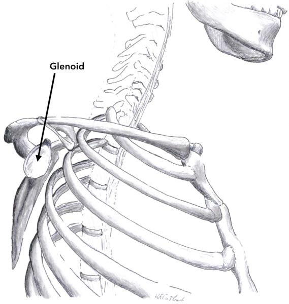 Shoulder Anatomy - Shoulder Clinic