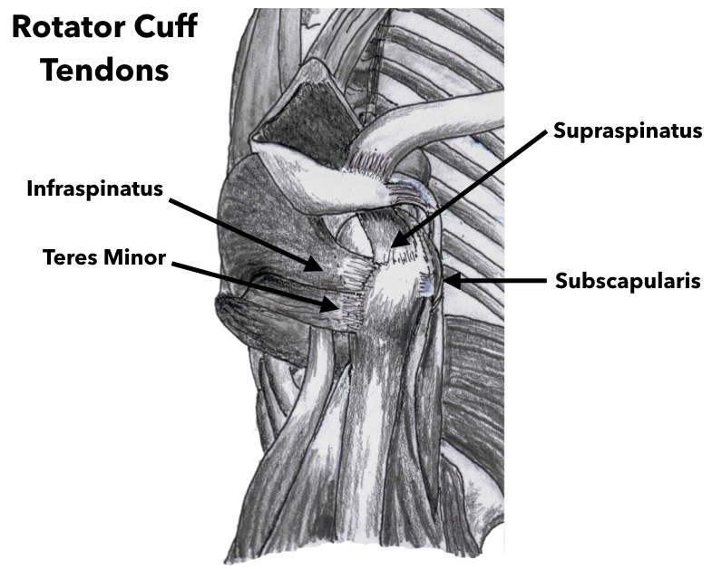 Shoulder Anatomy - Shoulder Clinic
