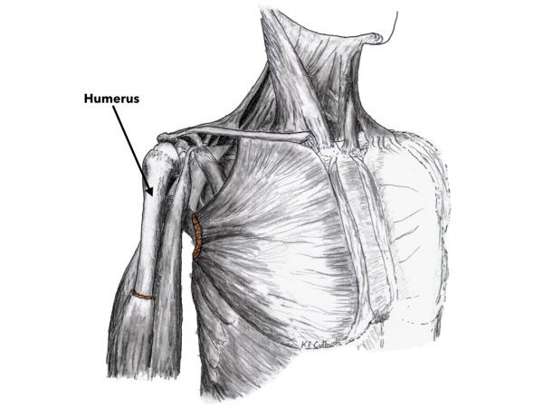 Shoulder Anatomy - Shoulder Clinic