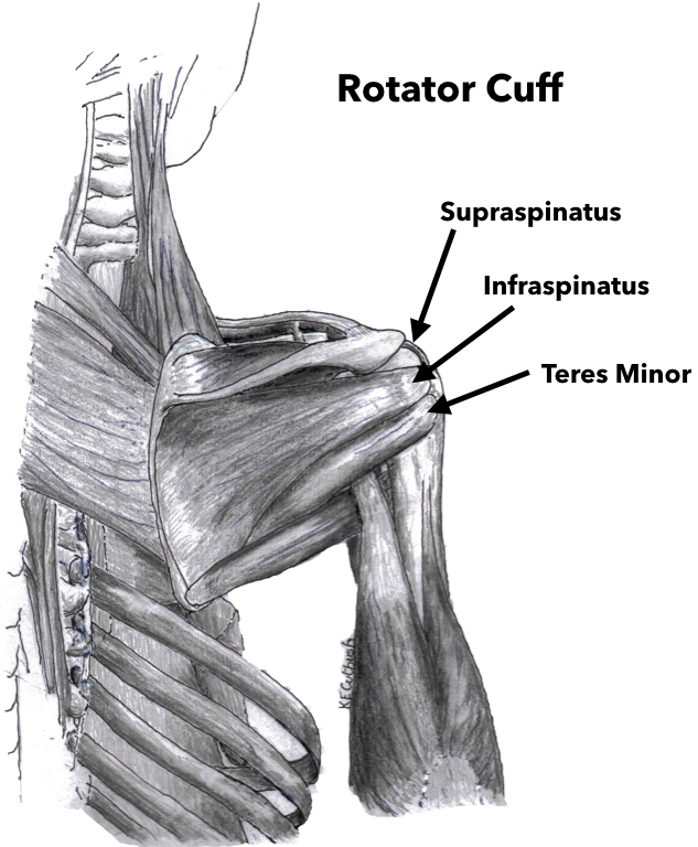 Shoulder Anatomy - Shoulder Clinic