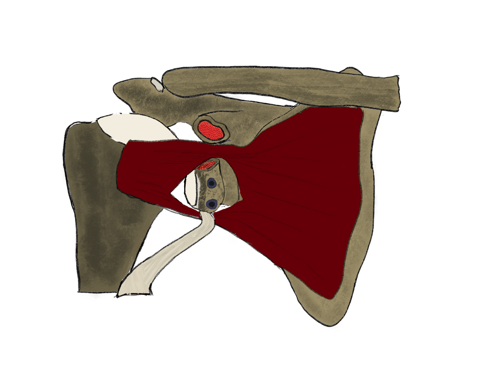 Shoulder Surgery - Shoulder Clinic