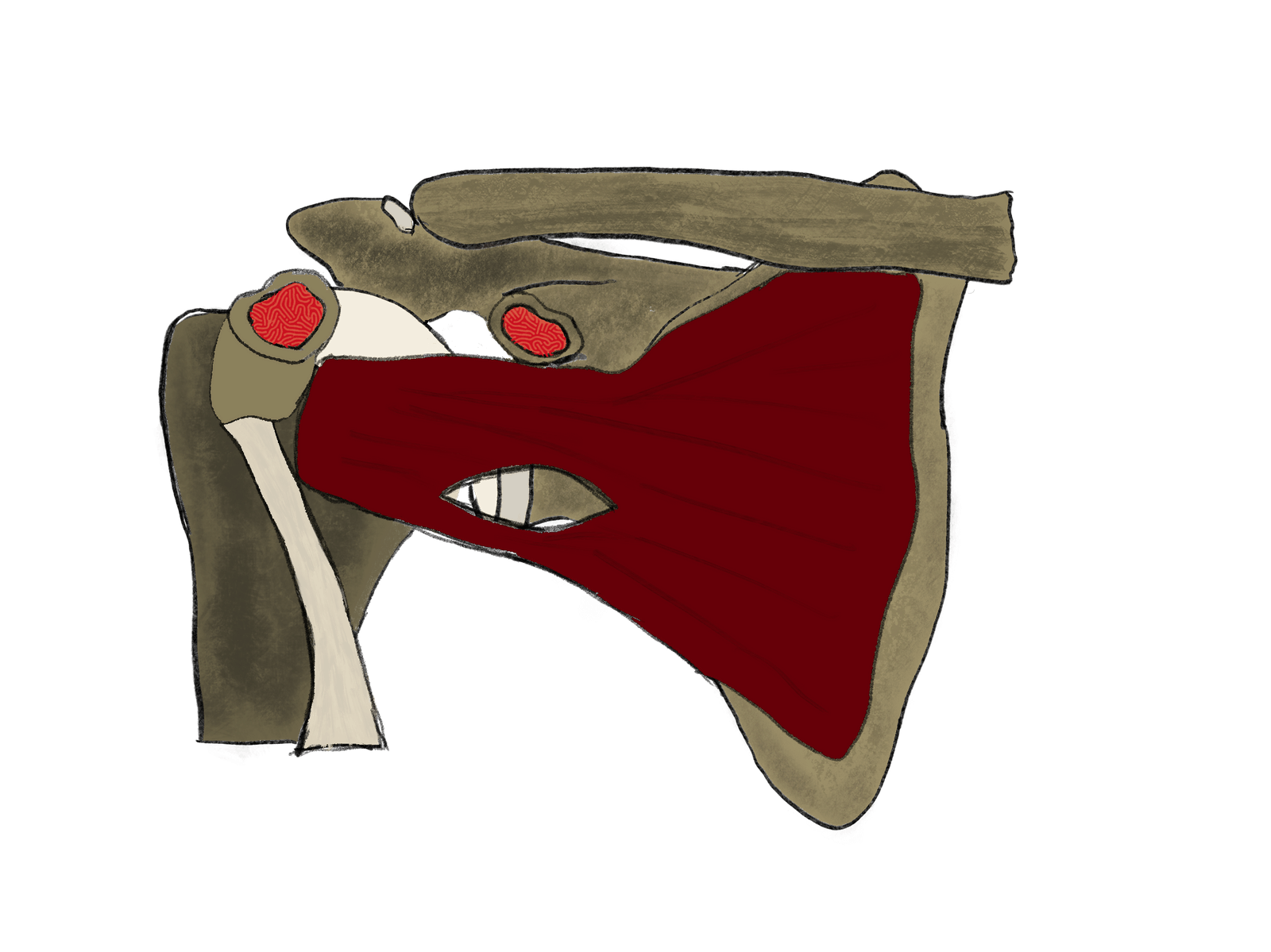 Shoulder Surgery - Shoulder Clinic