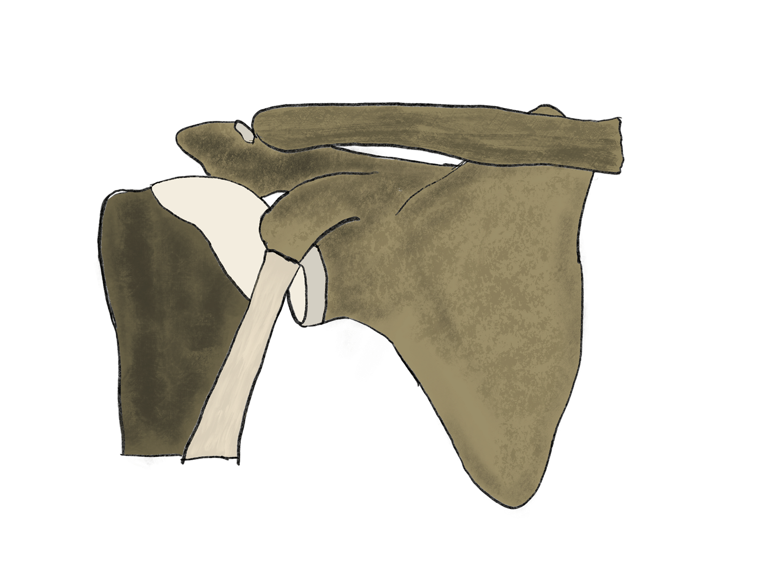 Shoulder Surgery - Shoulder Clinic