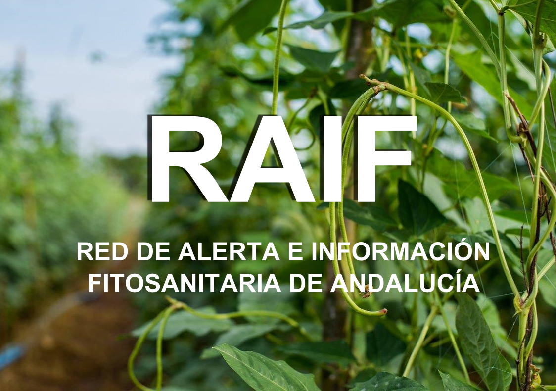 S3P T&BD Best Practices: RAIF. Andalusia