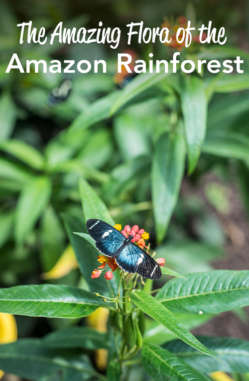 The Amazing Flora of the Amazon Rainforest | TravelQuest