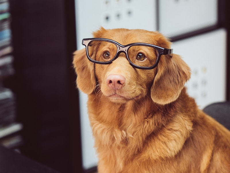 Pets/Livestock | Made in Oklahoma
