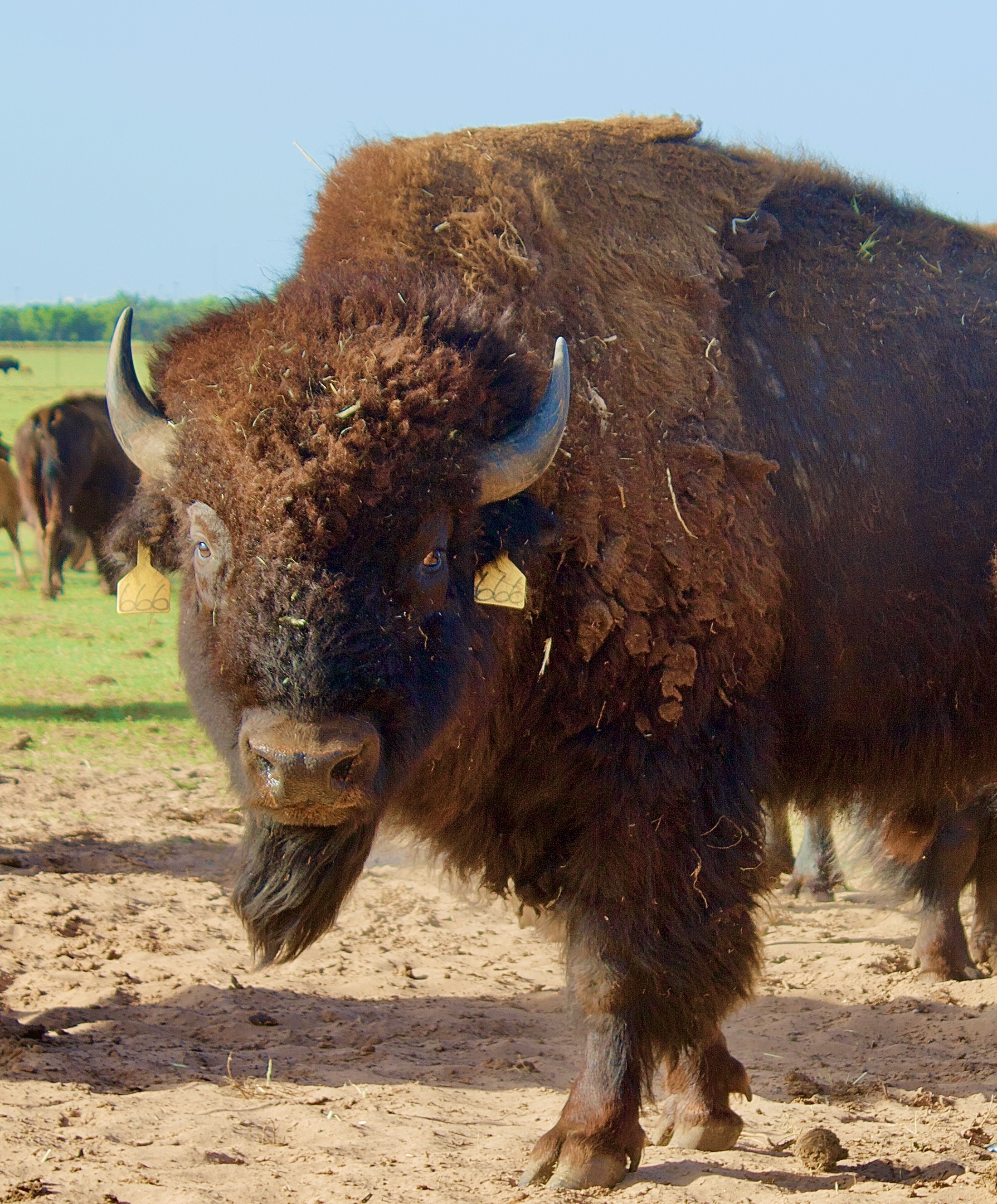 Benjamin Lee Bison | Made in Oklahoma