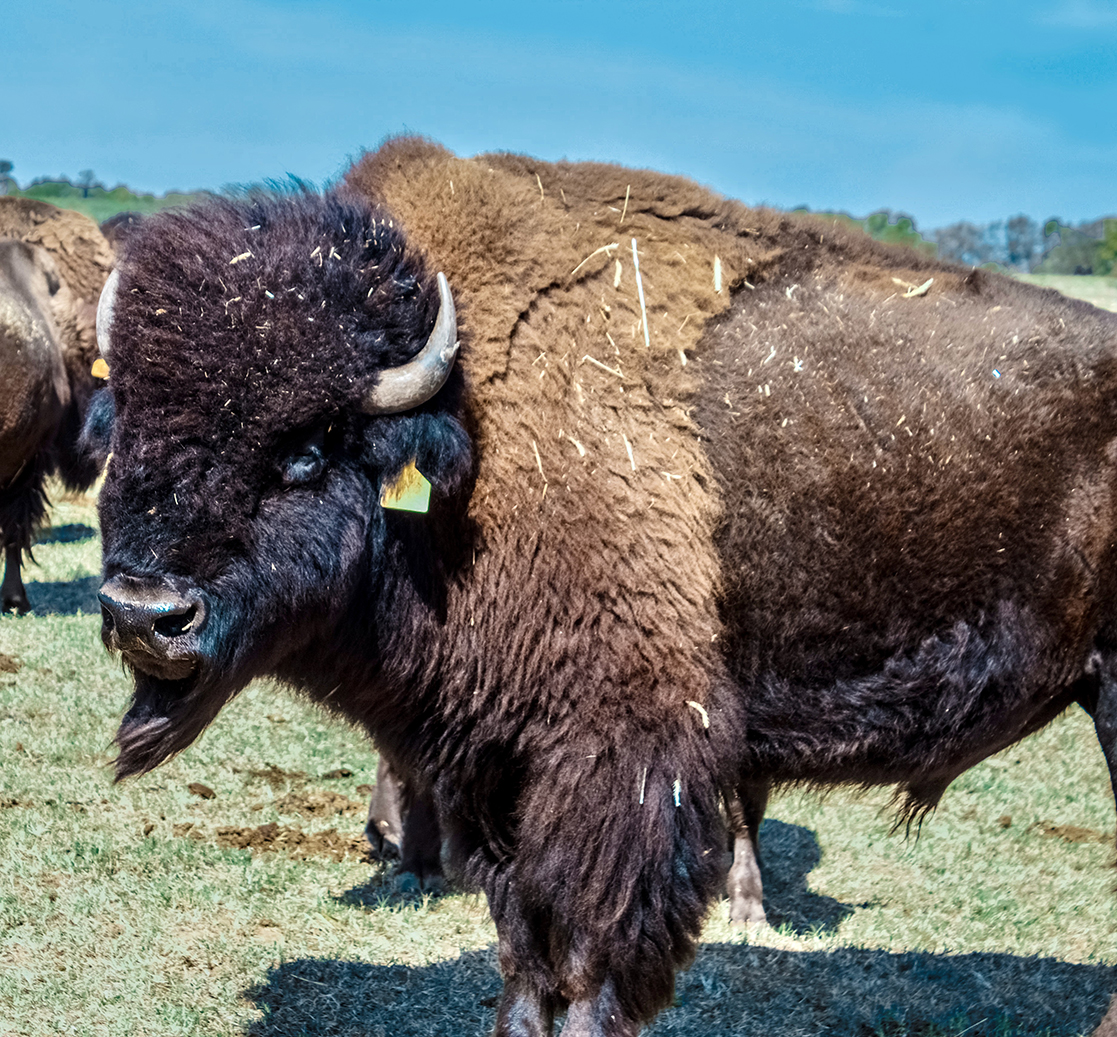 Benjamin Lee Bison | Made in Oklahoma