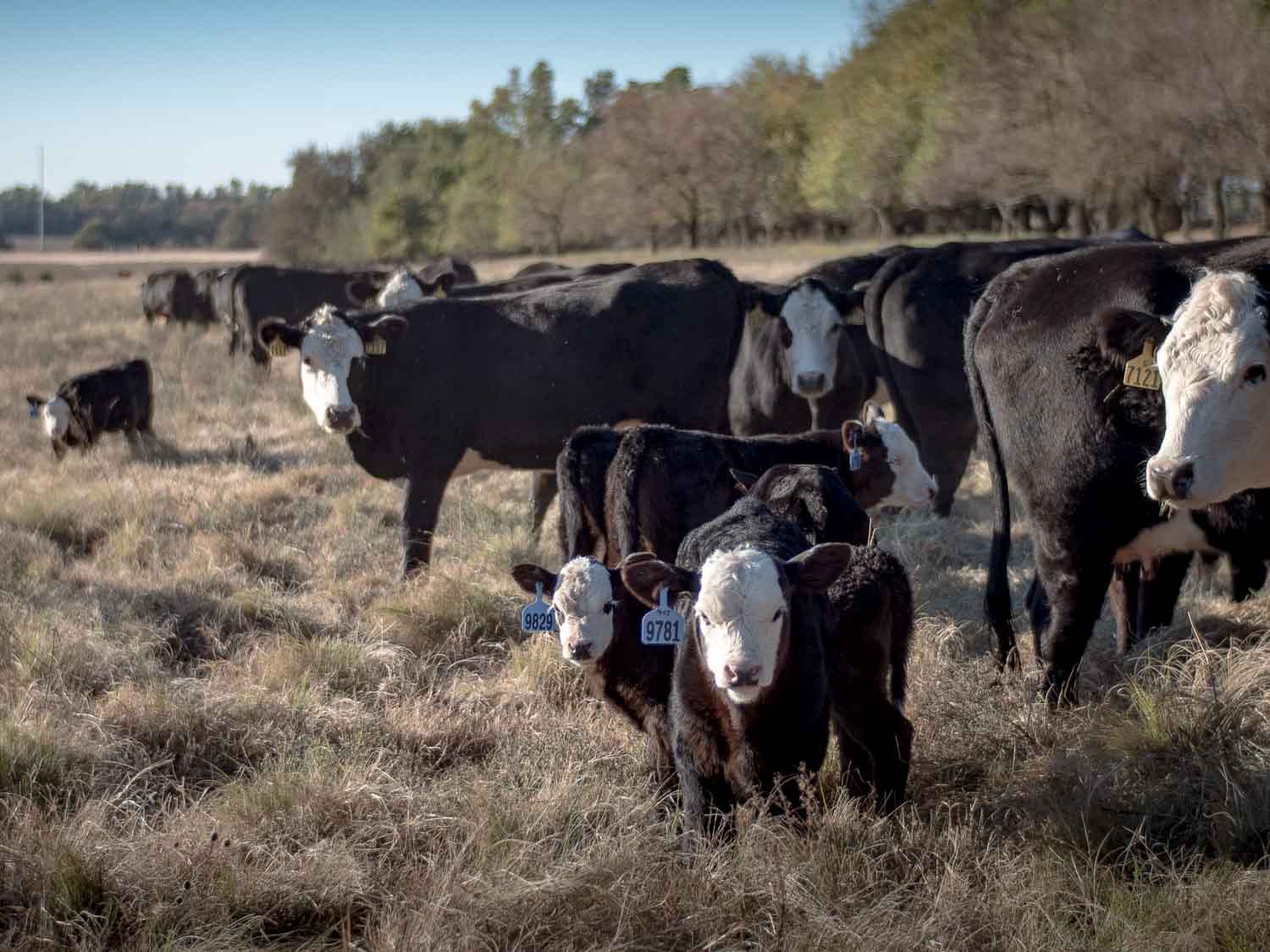 Cheek Ranch | Made in Oklahoma