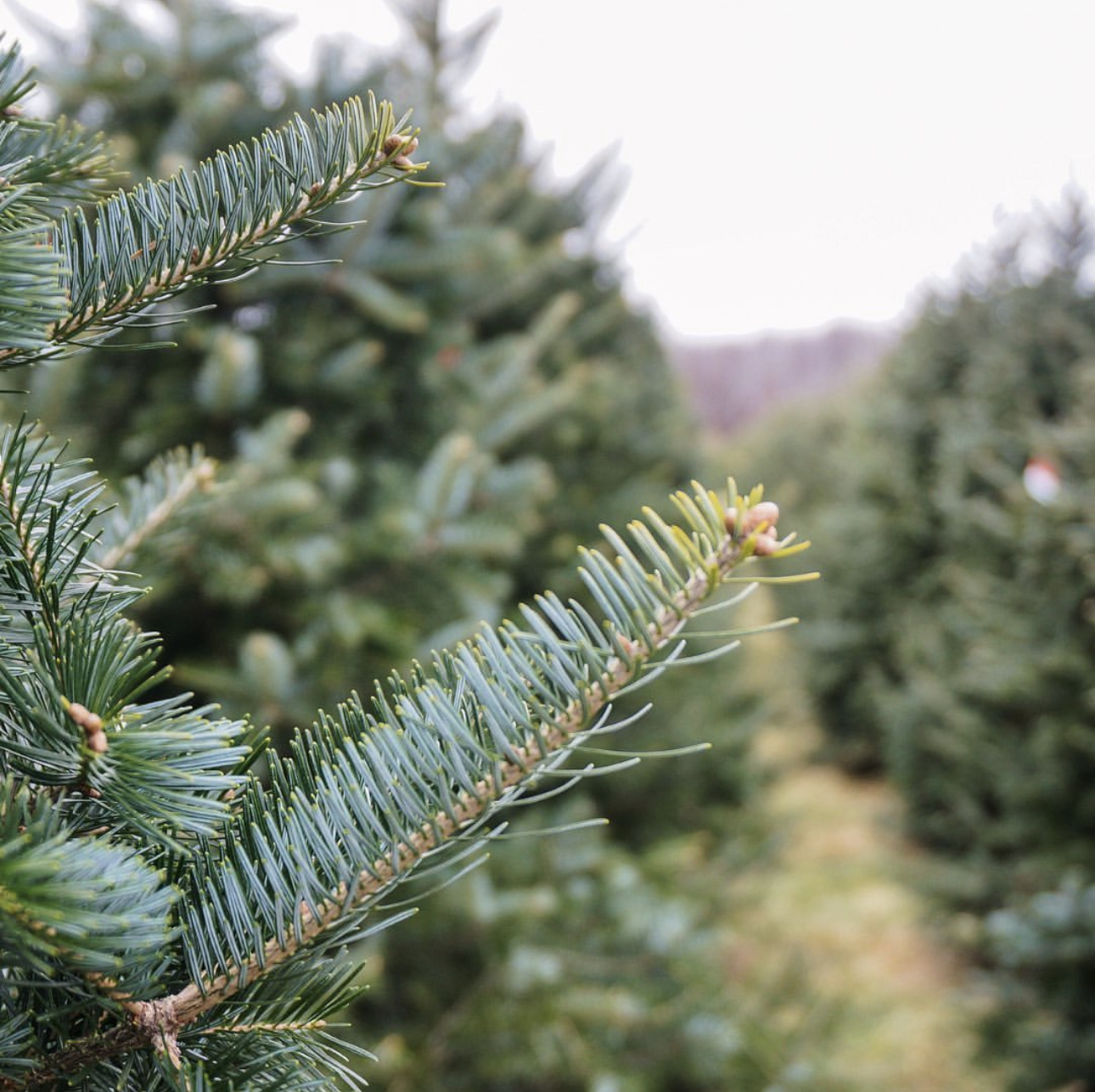 Wells Christmas Tree Farm | Made in Oklahoma