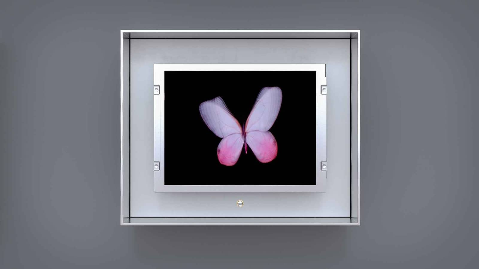 Baby Flutter: Full Series