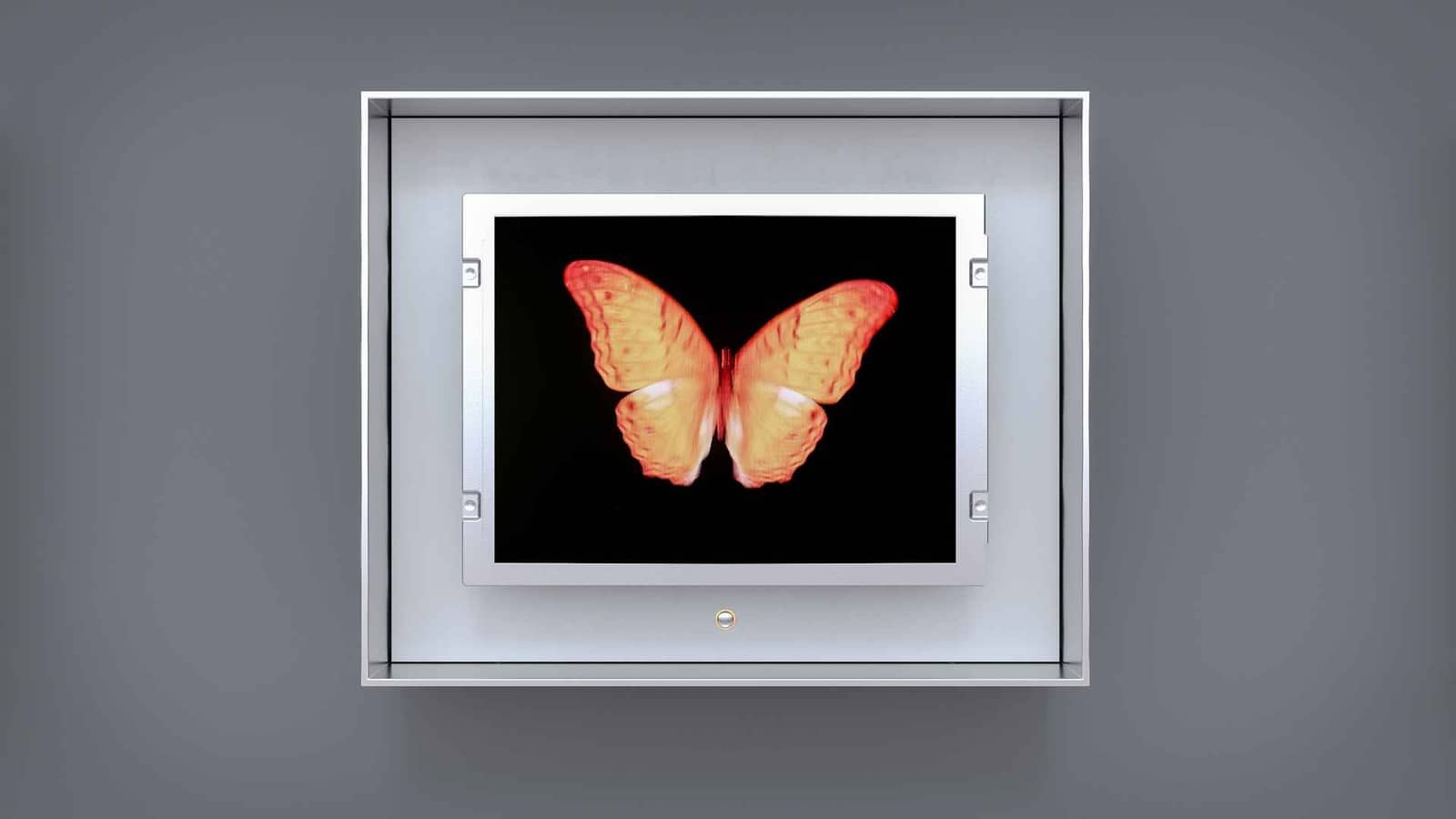 Baby Flutter: Full Series