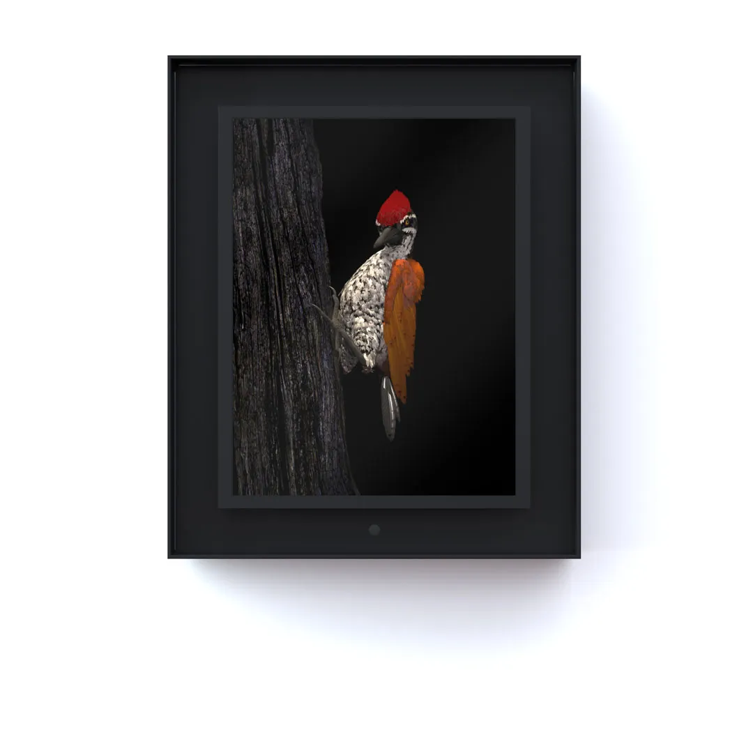 Ruffled Artworks by Dominic Harris