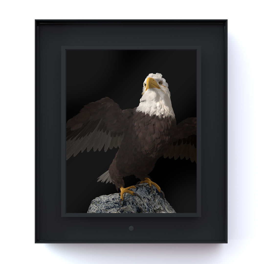 Ruffled: Bald Eagle