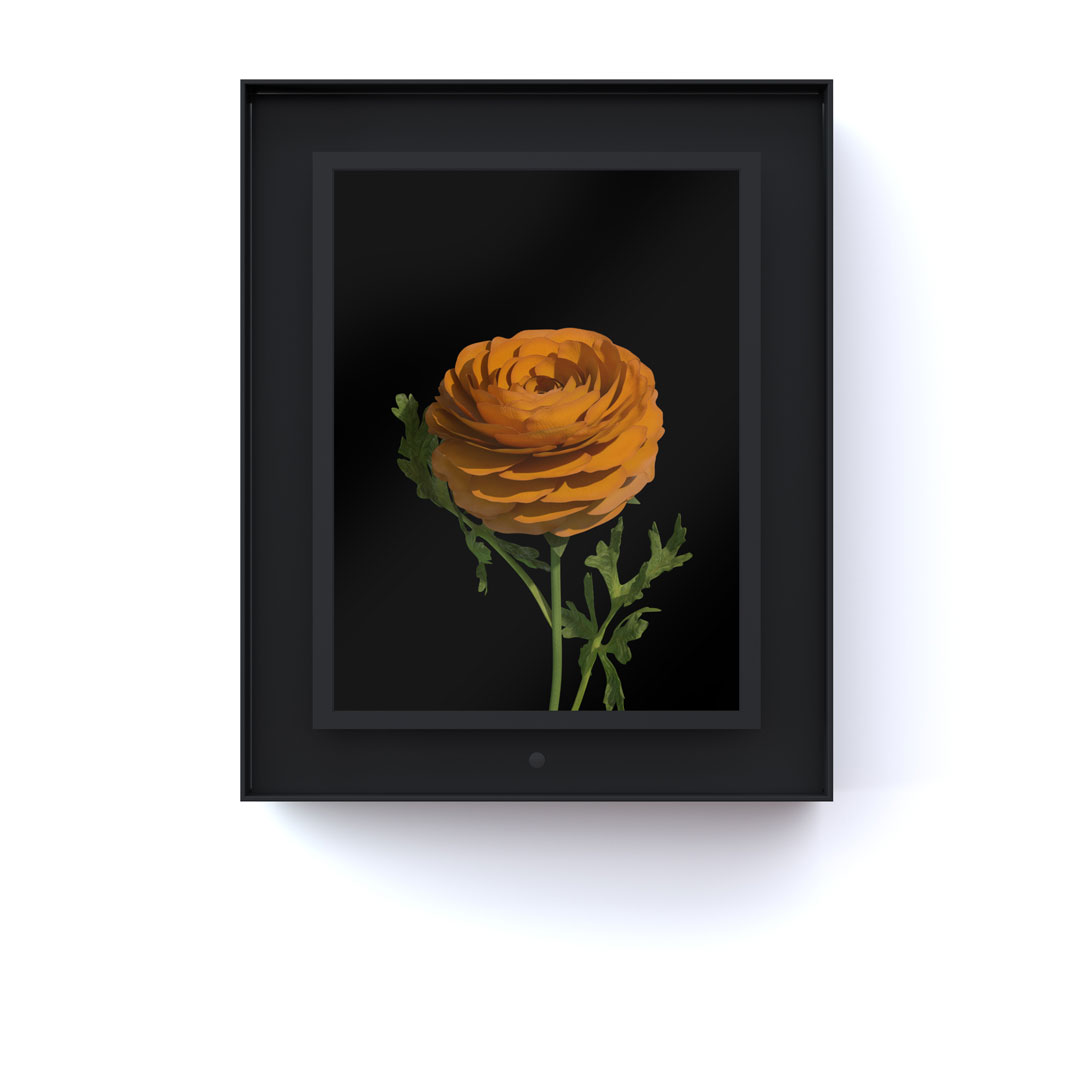 Bloomed: Ranunculus