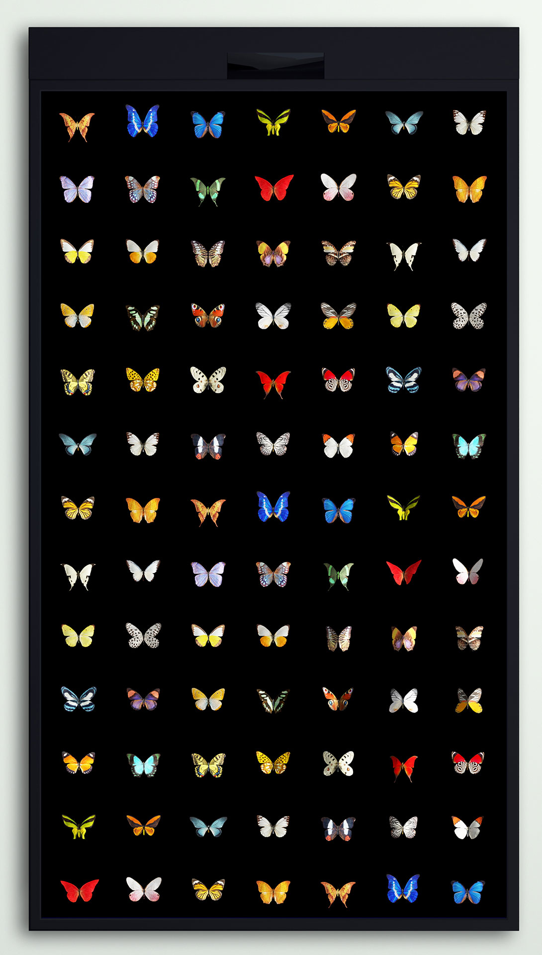 Flutter Wall
