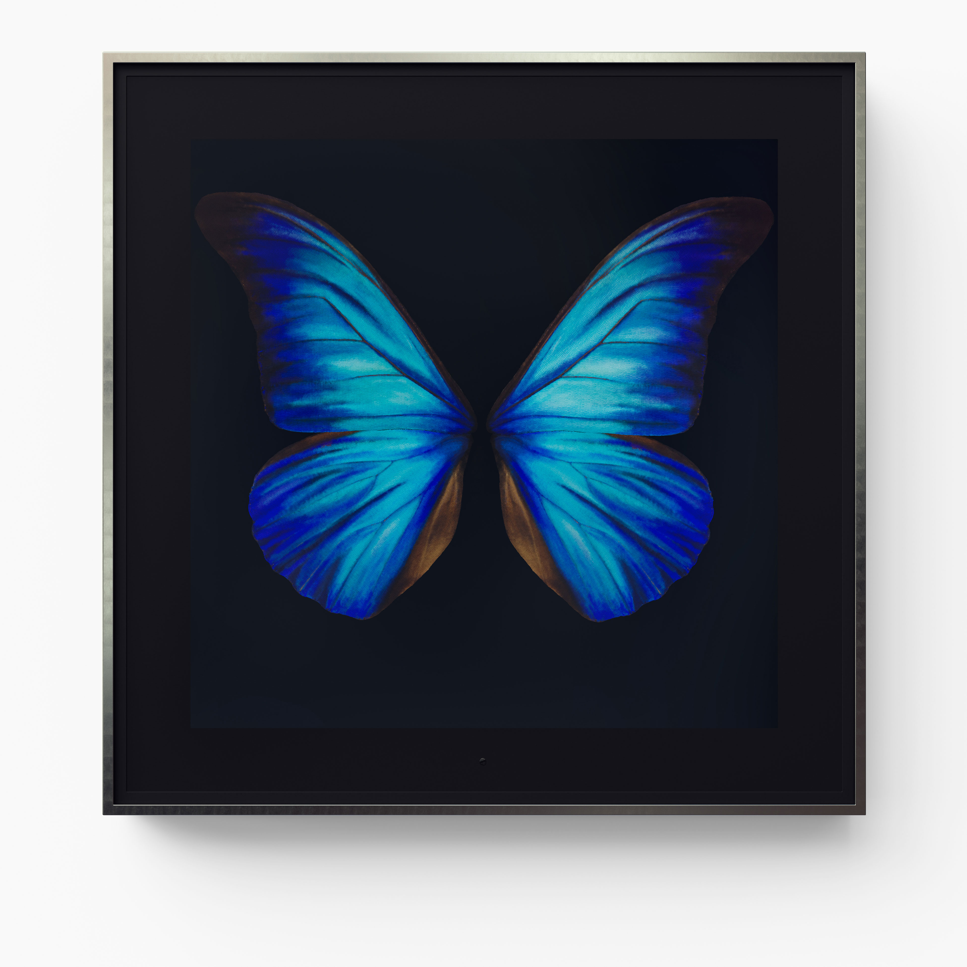 Metamorphosis: Solo - Giant Blue Morpho