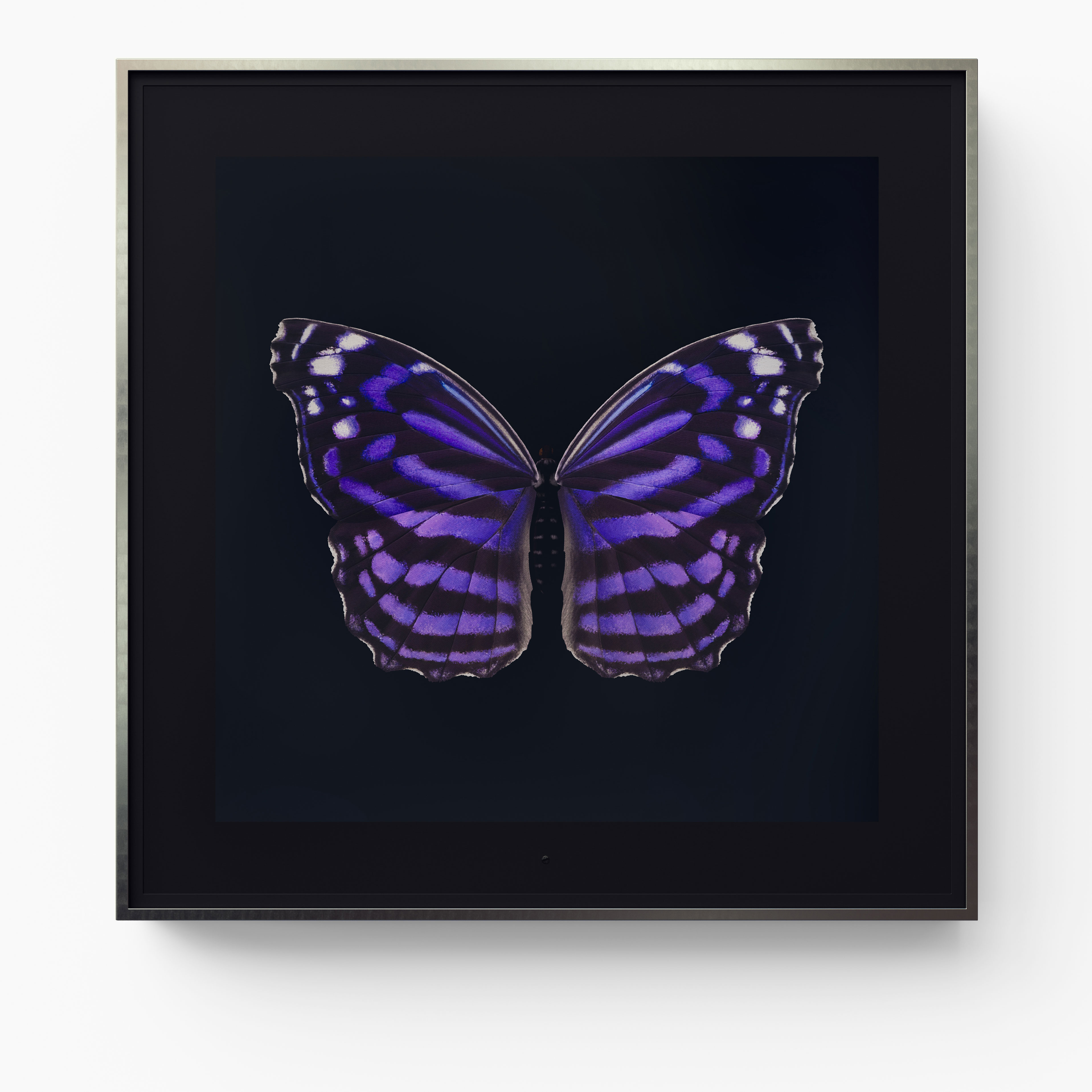 Metamorphosis: Solo - Mexican Bluewing