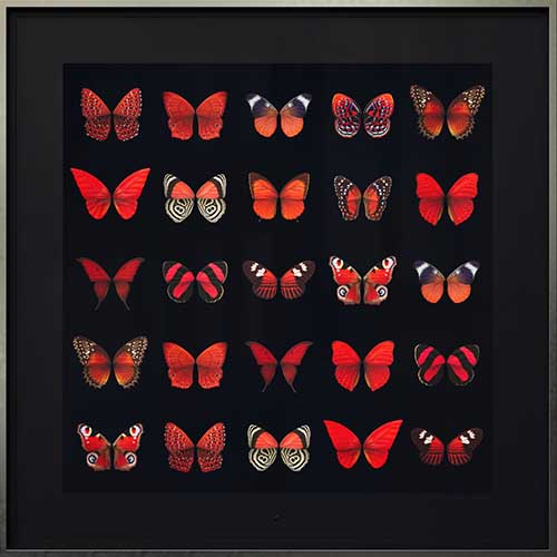 Dominic Harris - artworks