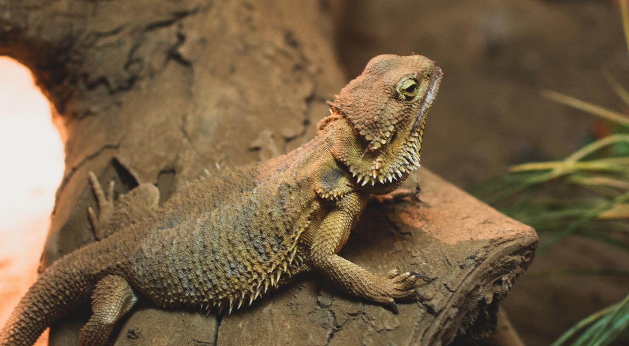 Draw A Bearded Dragon Tiny Tails To You