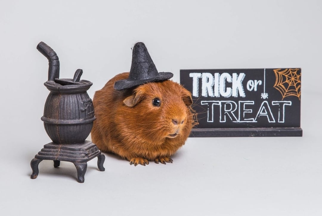 Animal Costume Parties Just In Time For Halloween | Tiny Tails to You