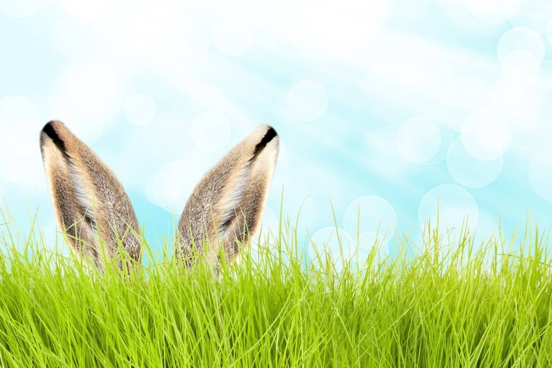 Make Your Own Snuggle Bunny | Tiny Tails to You