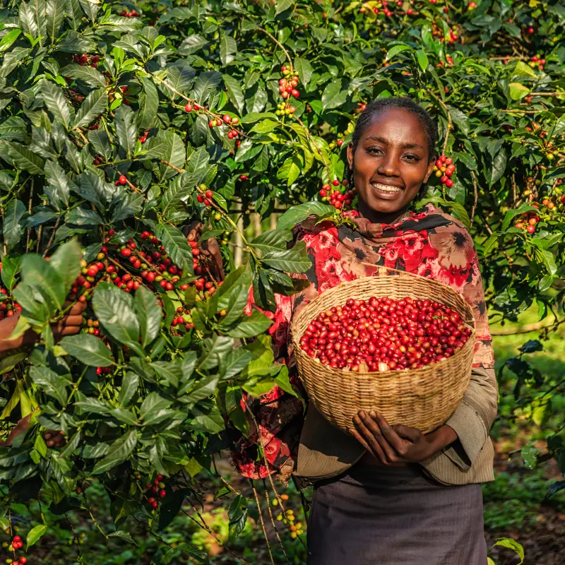 9 Best West African Coffee: The Lesser Known African Coffee