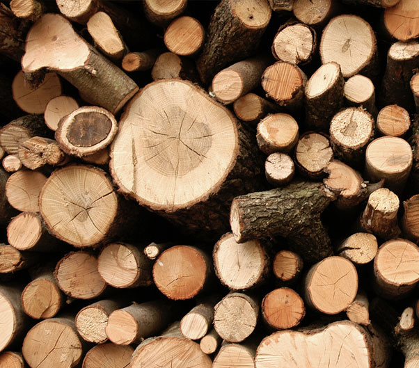 Der heissbegehrte Rohstoff: Holz | Hüsser Innenausbau