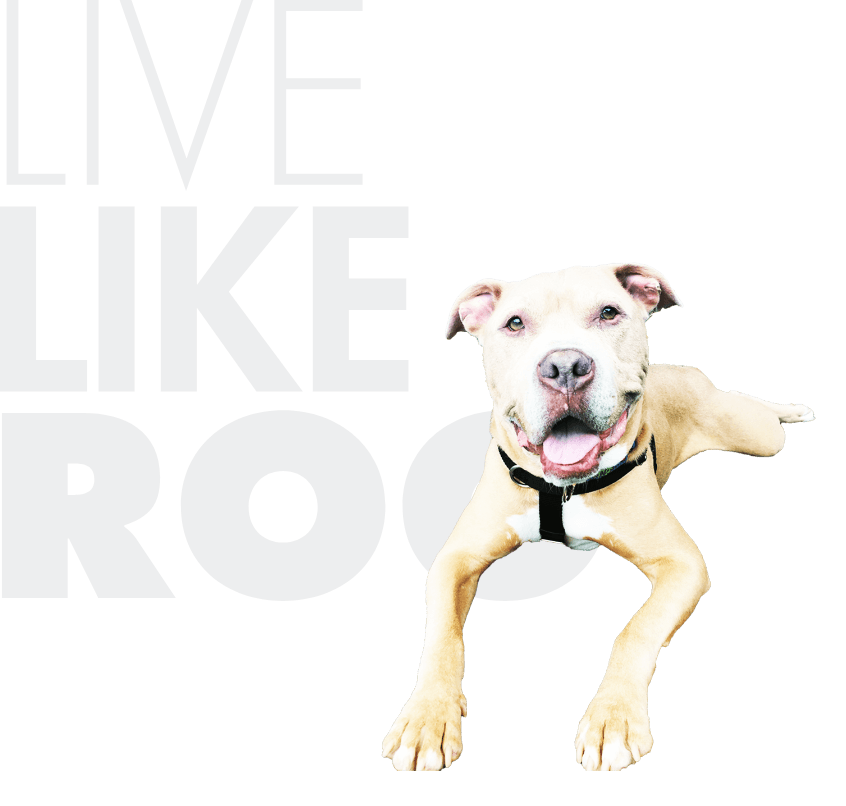 LIVE LIKE ROO