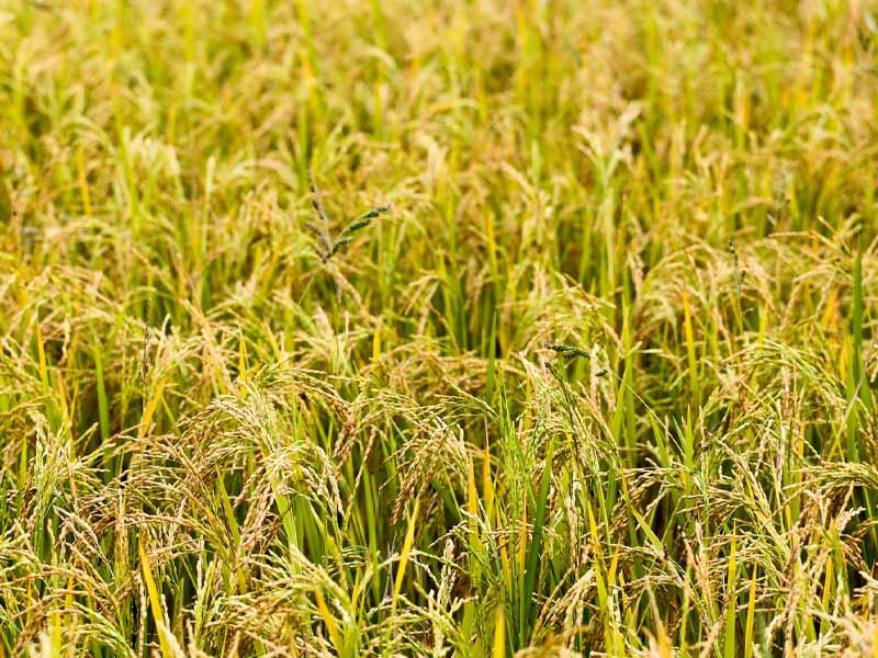 Technology transfer in rice crop in Mozambique: from research to ...