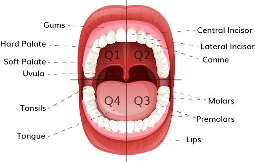 Q: Can you teach me the parts of the mouth? | Dental Image Therapy Centres