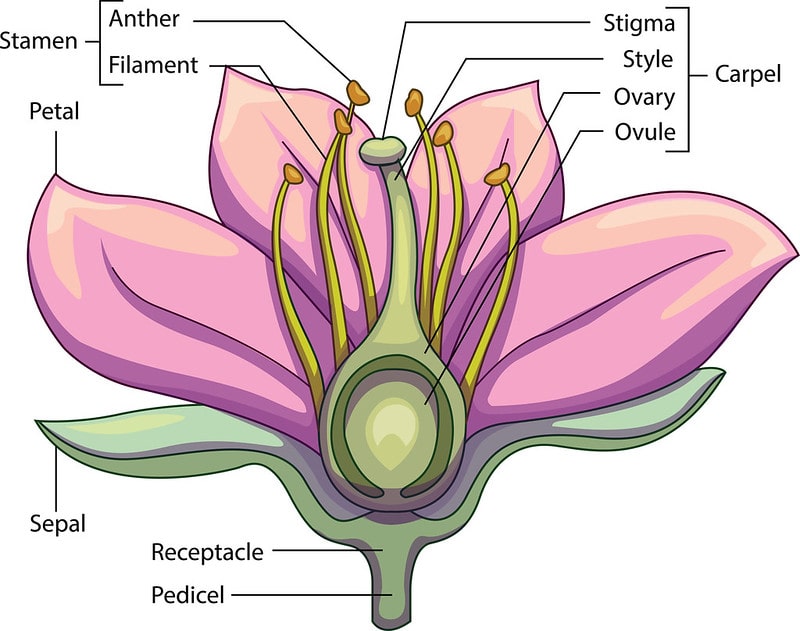 Flower Petal Diagram