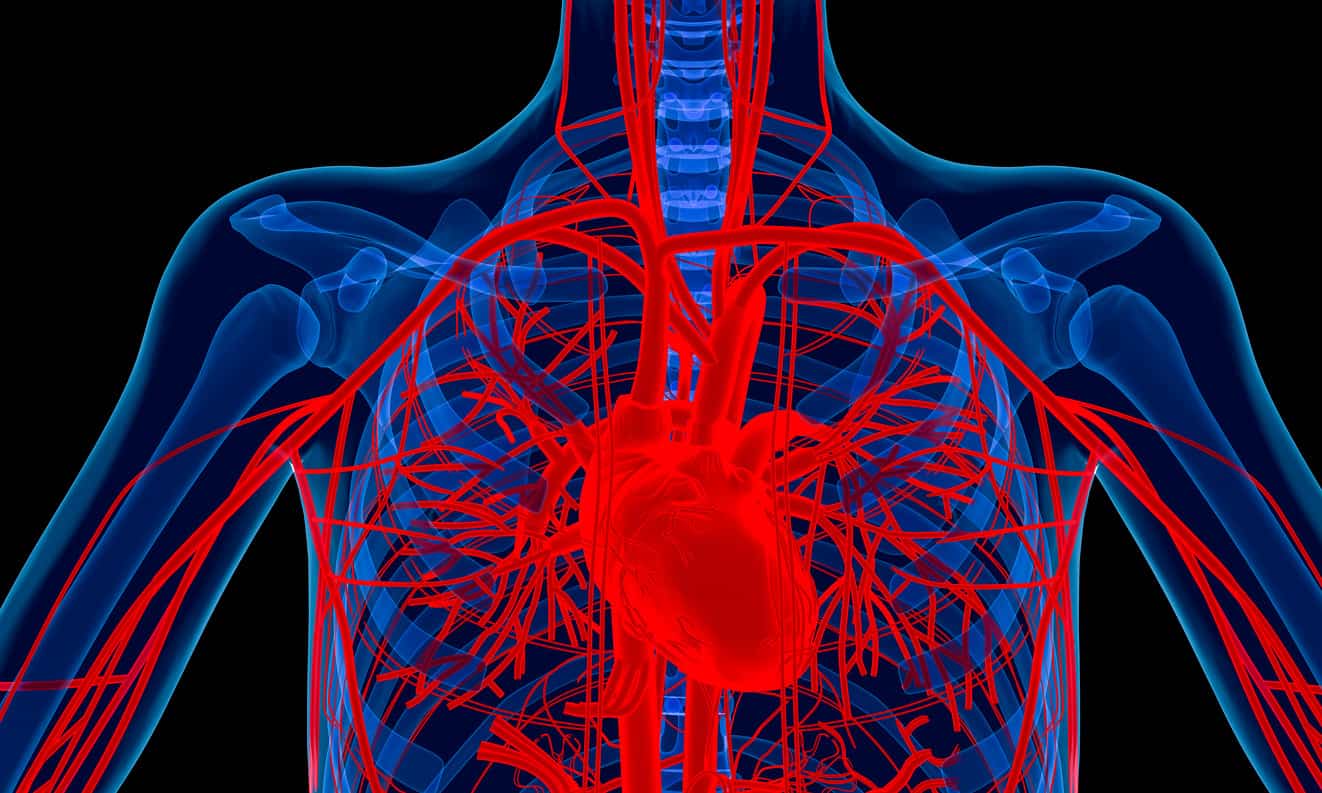 65 Fun Facts About The Circulatory System What Do You Need To Know By