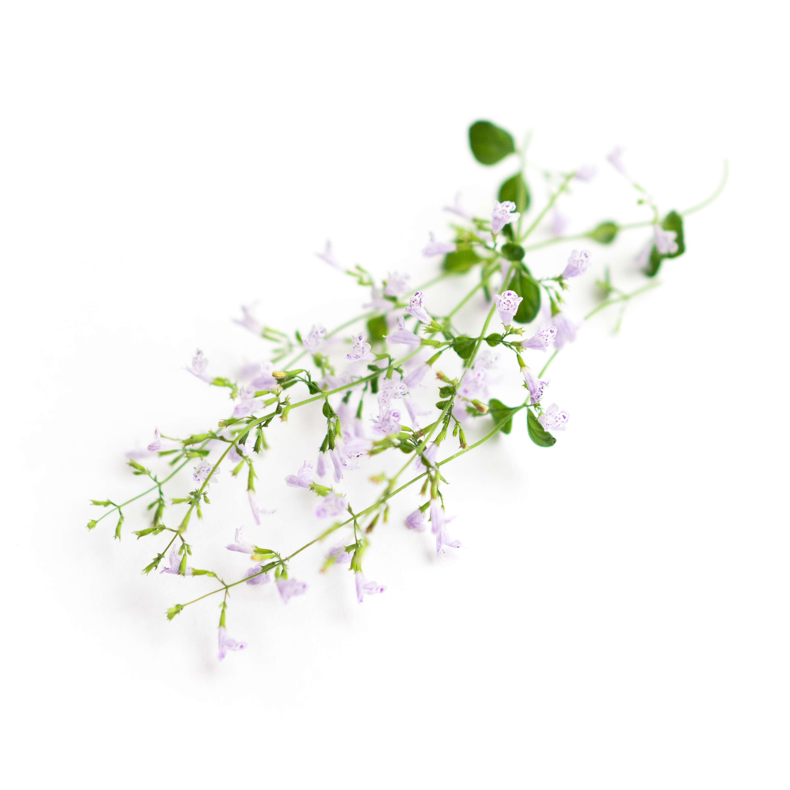 Nepitella Flower