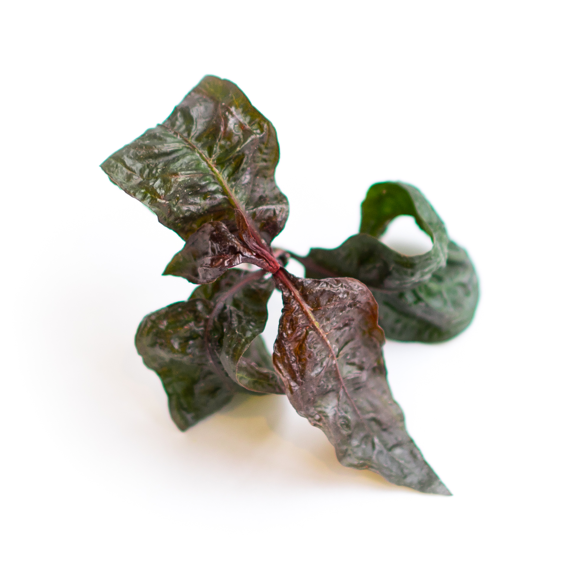 Akatade (Water Pepper)