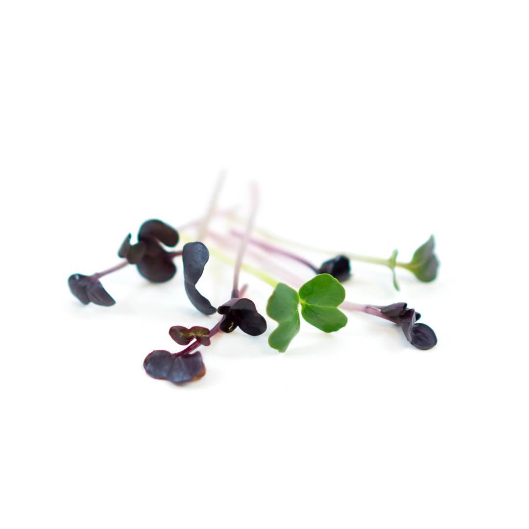 Micro Kaiware Rambo Radish