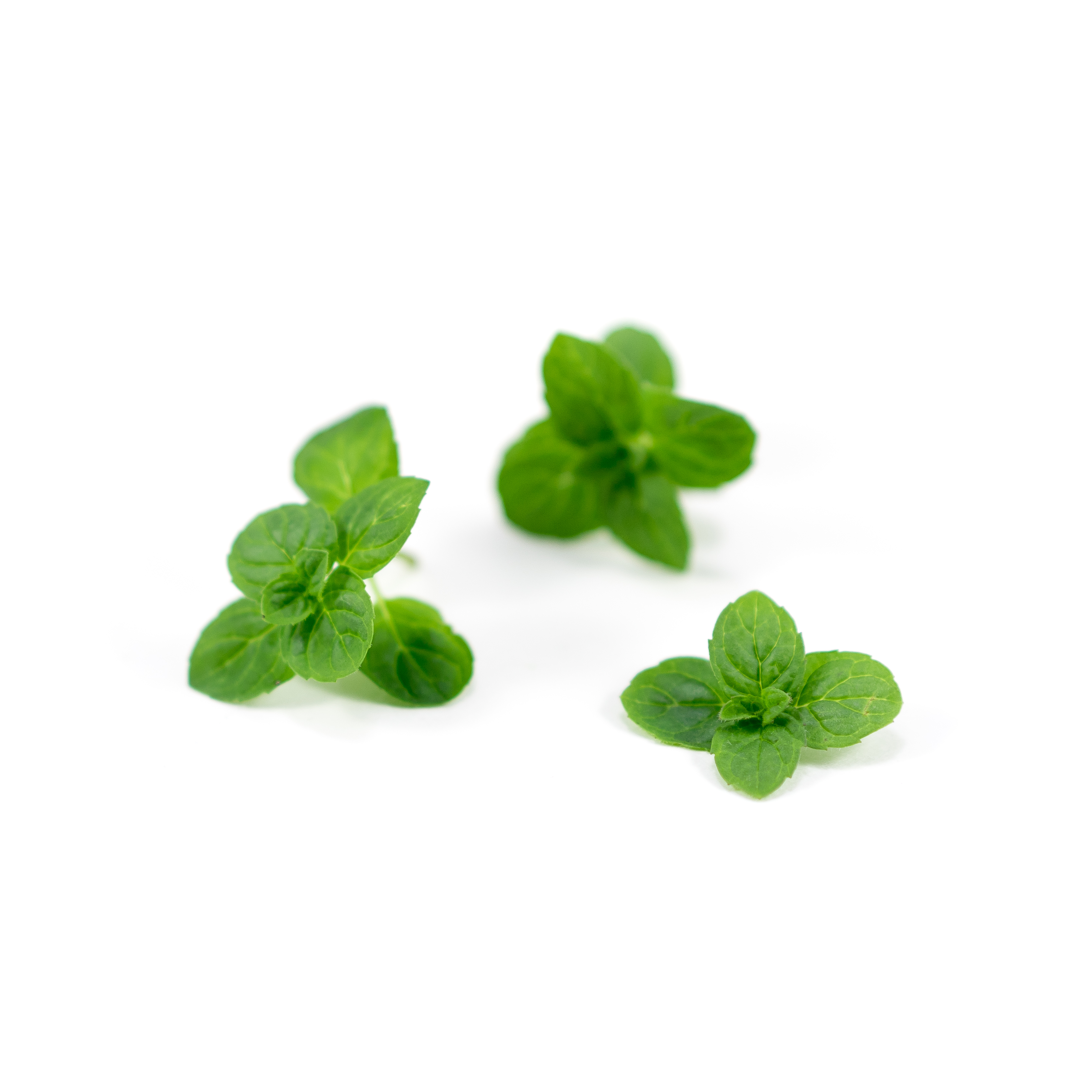 Mint (Hillary's Sweet Lemon)