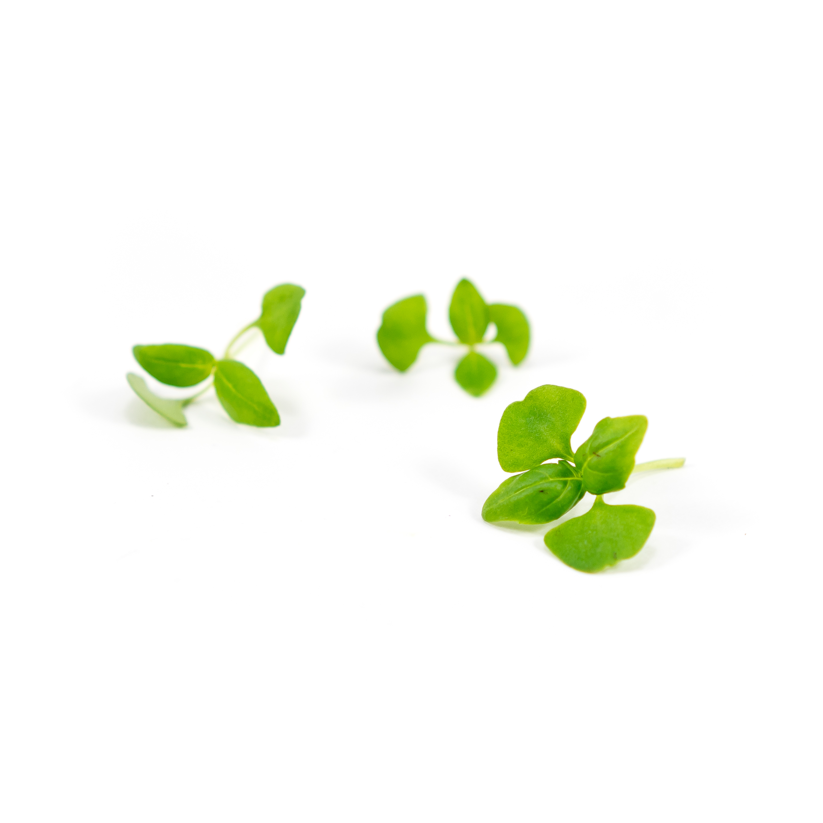 Micro Basil (Lemon)