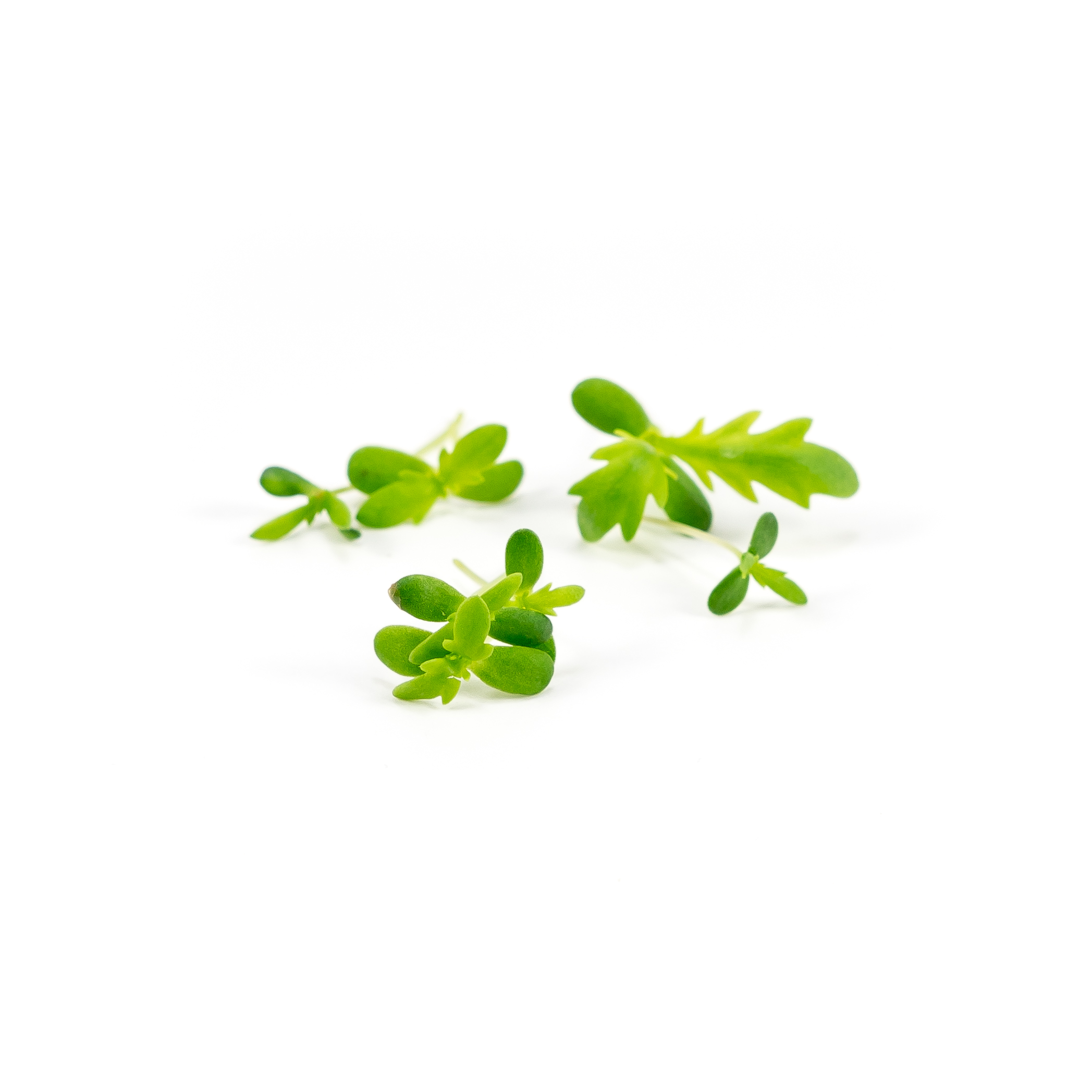 Micro Shungiku