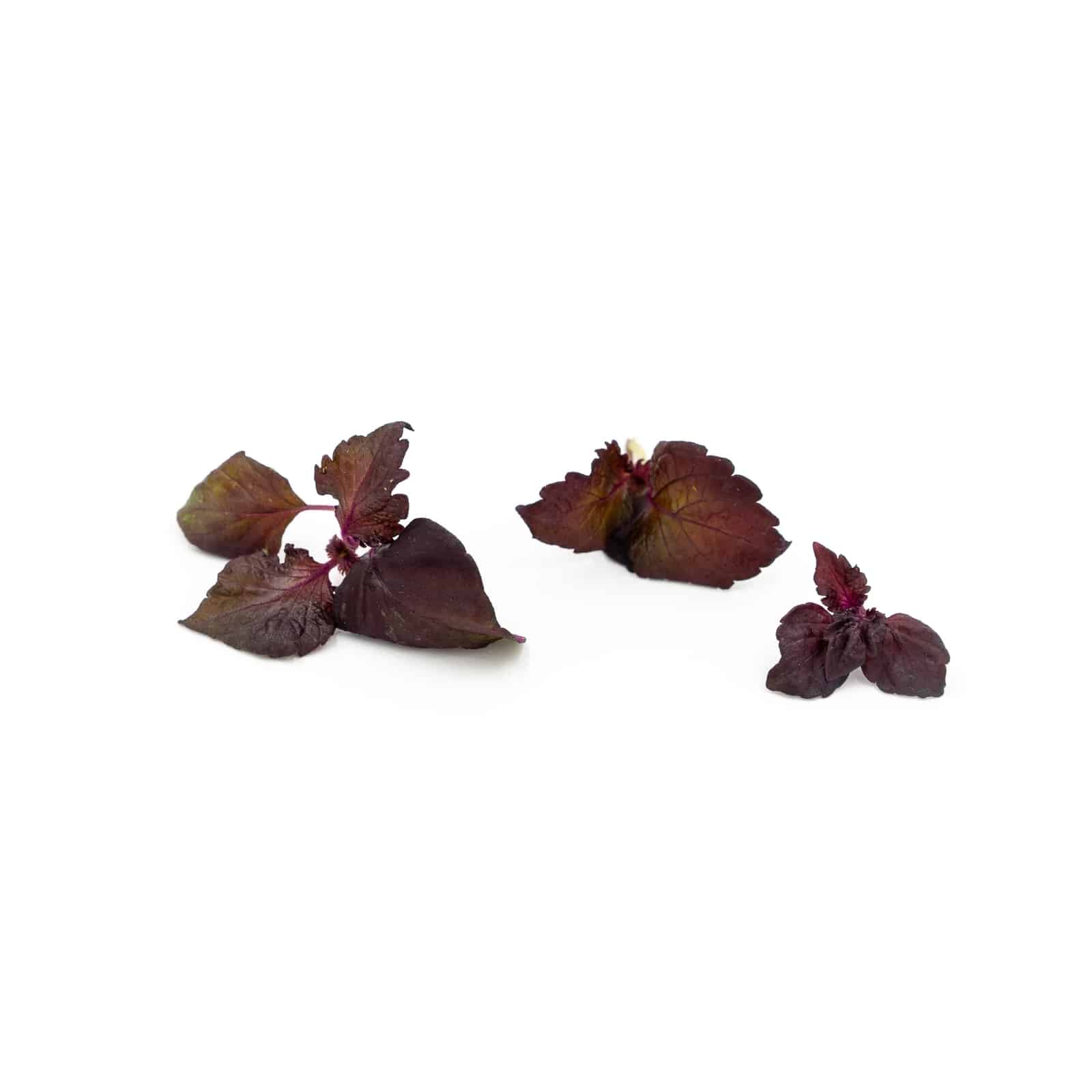 Micro Shiso (Red)