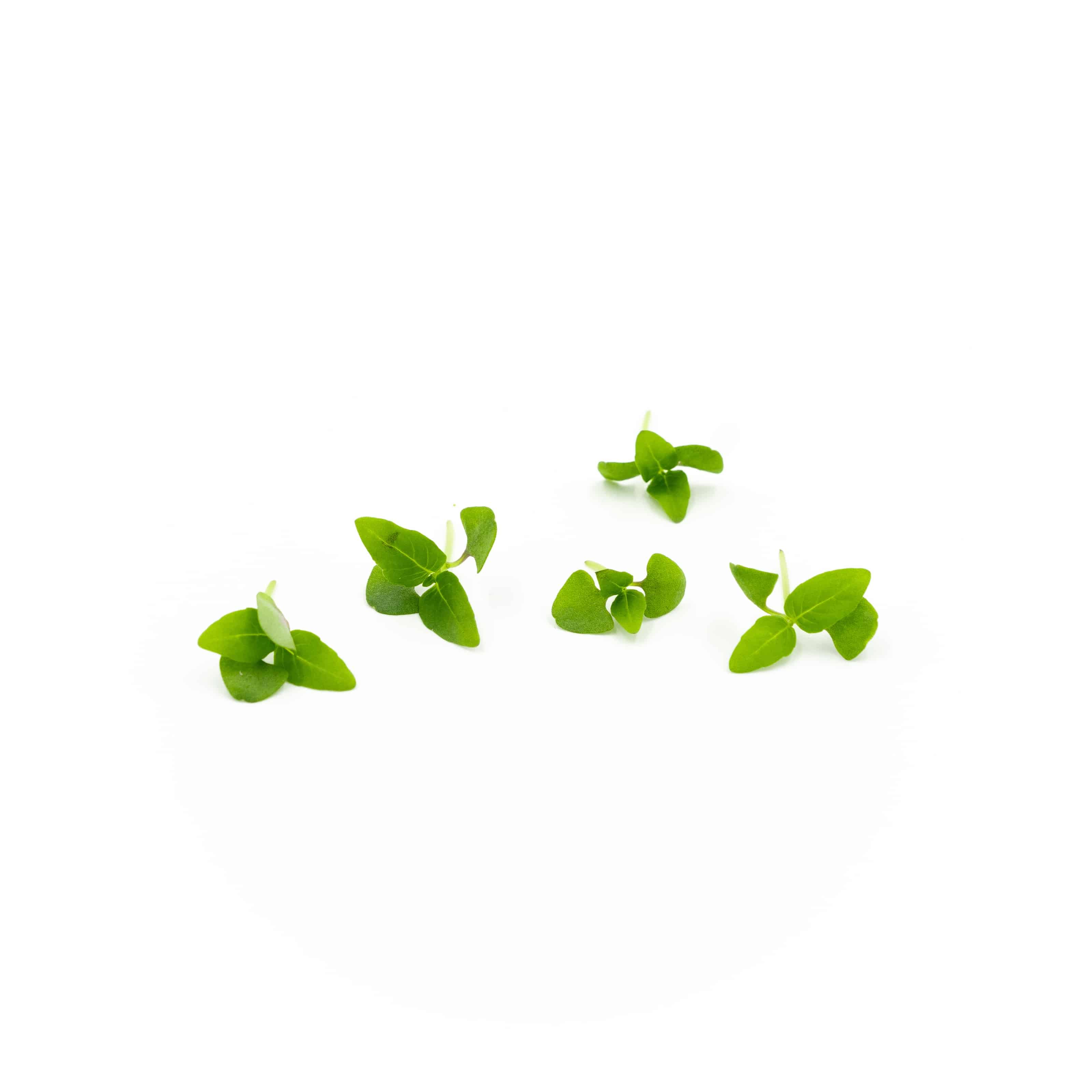 Micro Basil (Thai Red Stem)