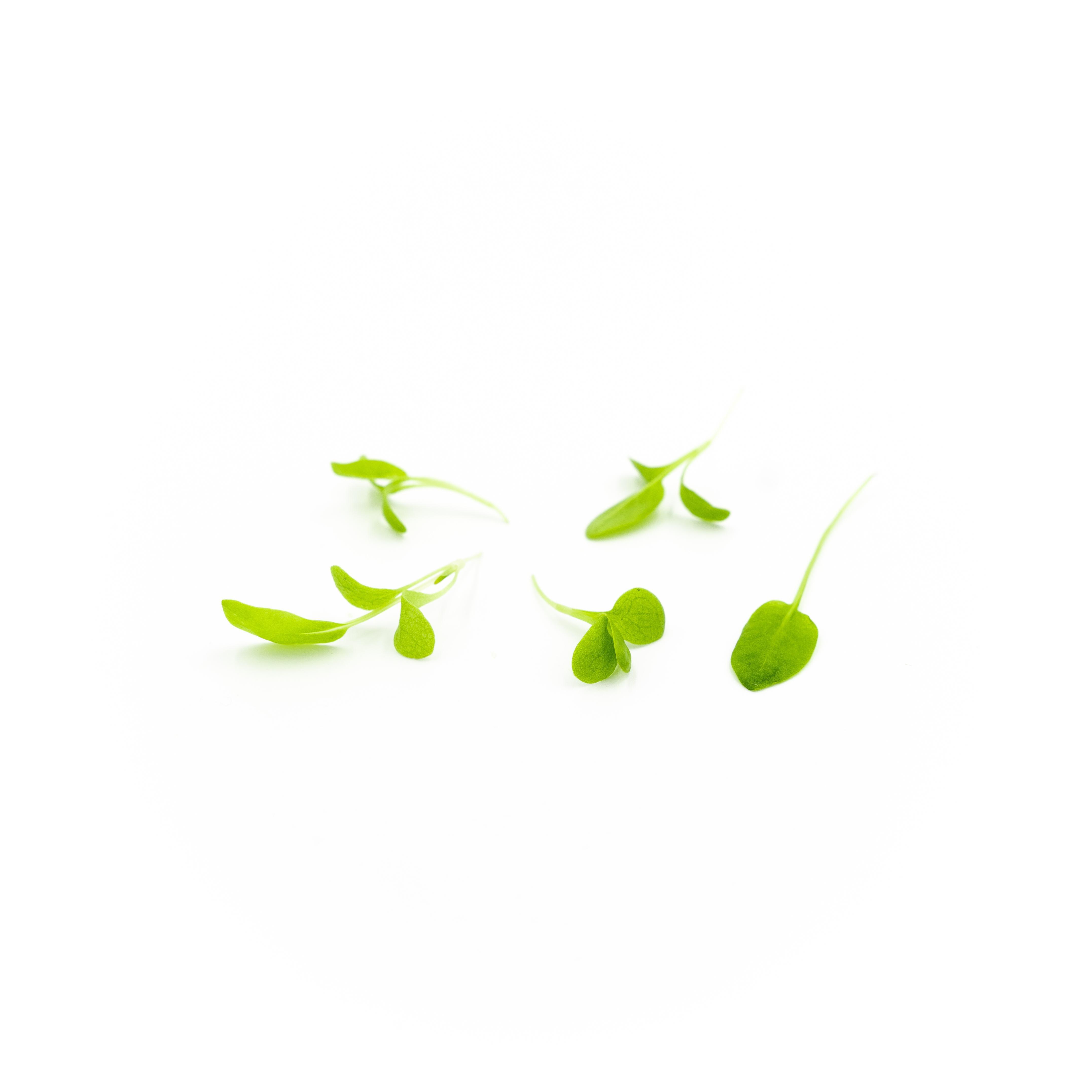 Micro Green Sorrel