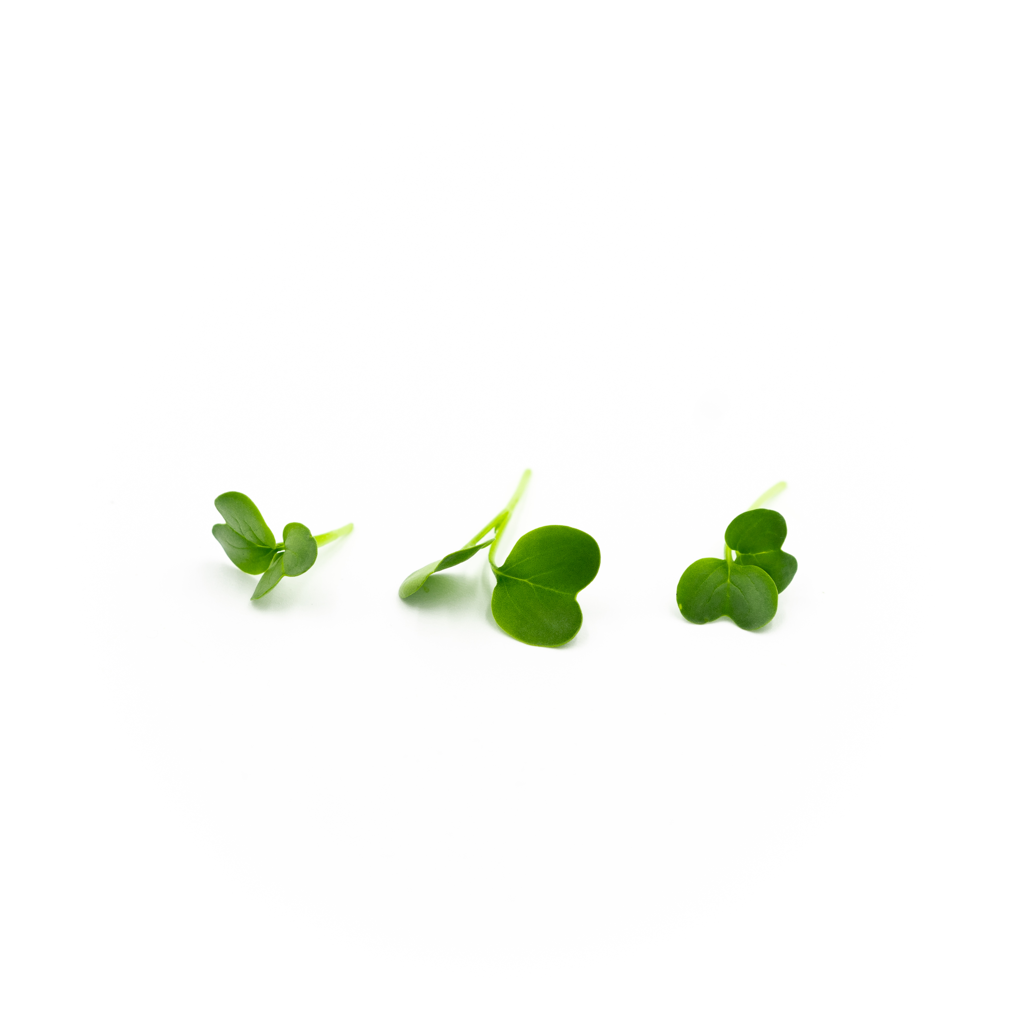 Micro Daikon Radish