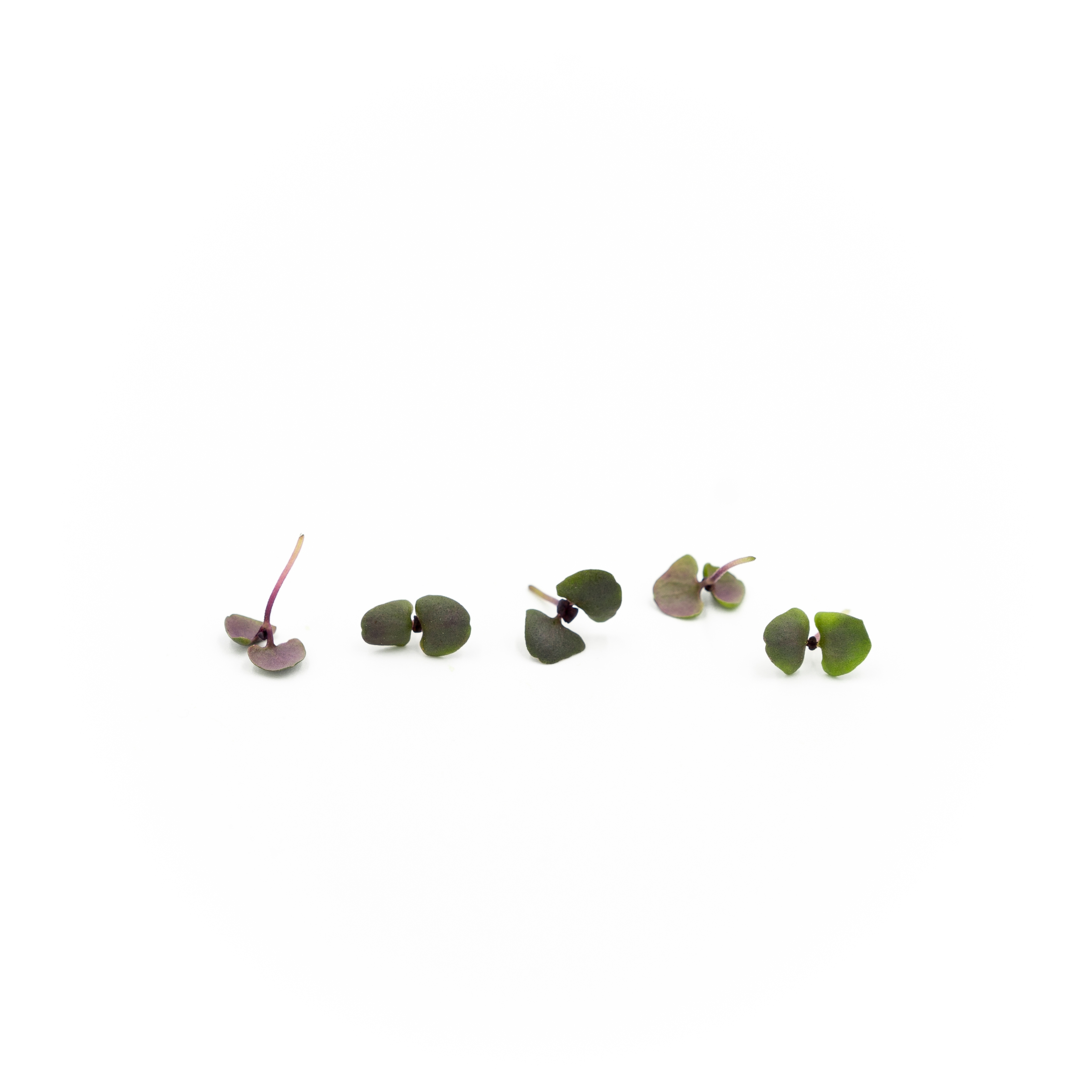 Micro Basil (Opal)