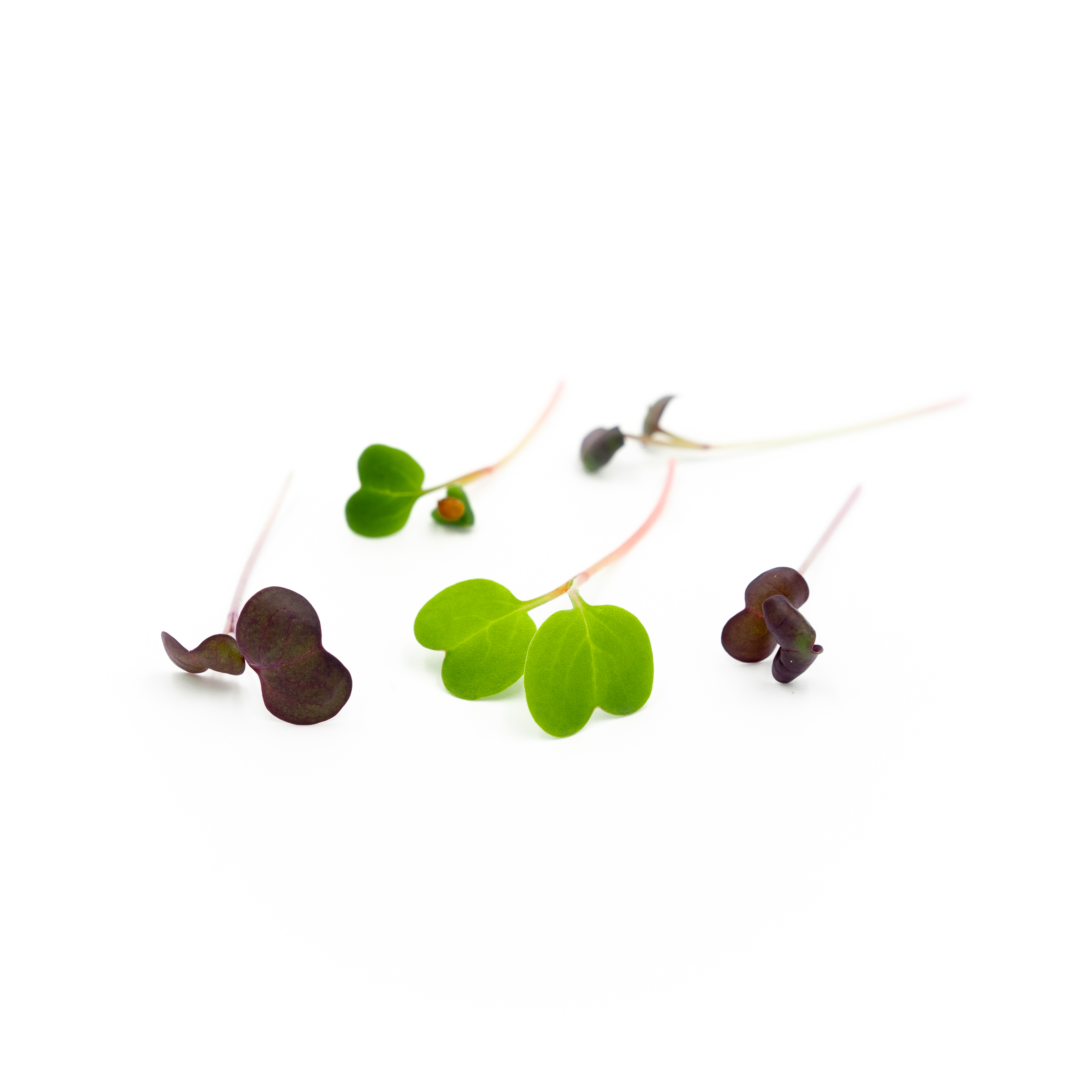 Micro Rainbow Radish