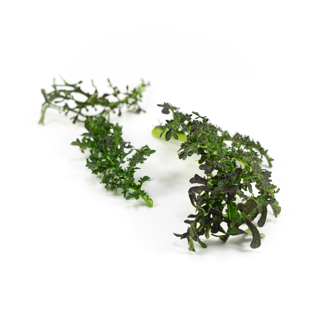 Mustard (Scarlet Frills)