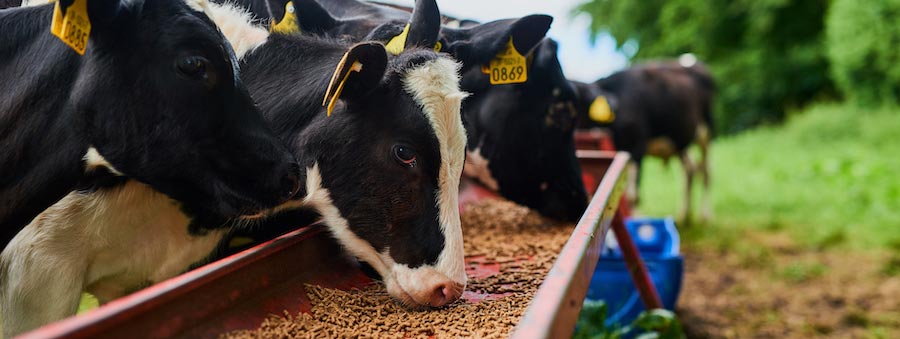 Food Safety Testing for Feed & Grain | VICAM