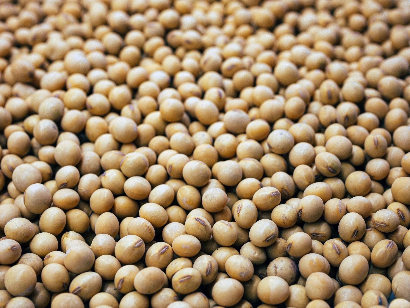 Blog - Soy Nutrition Facts: 5 Things You Need to Know
